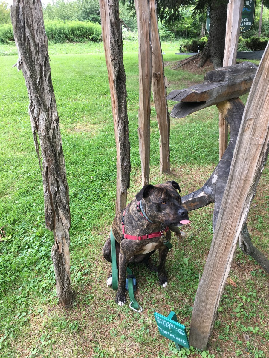 Doggone Dogs – And So On…